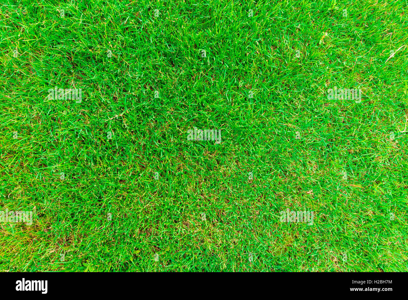 Beautiful green grass texture, Green grass for background Stock Photo ...