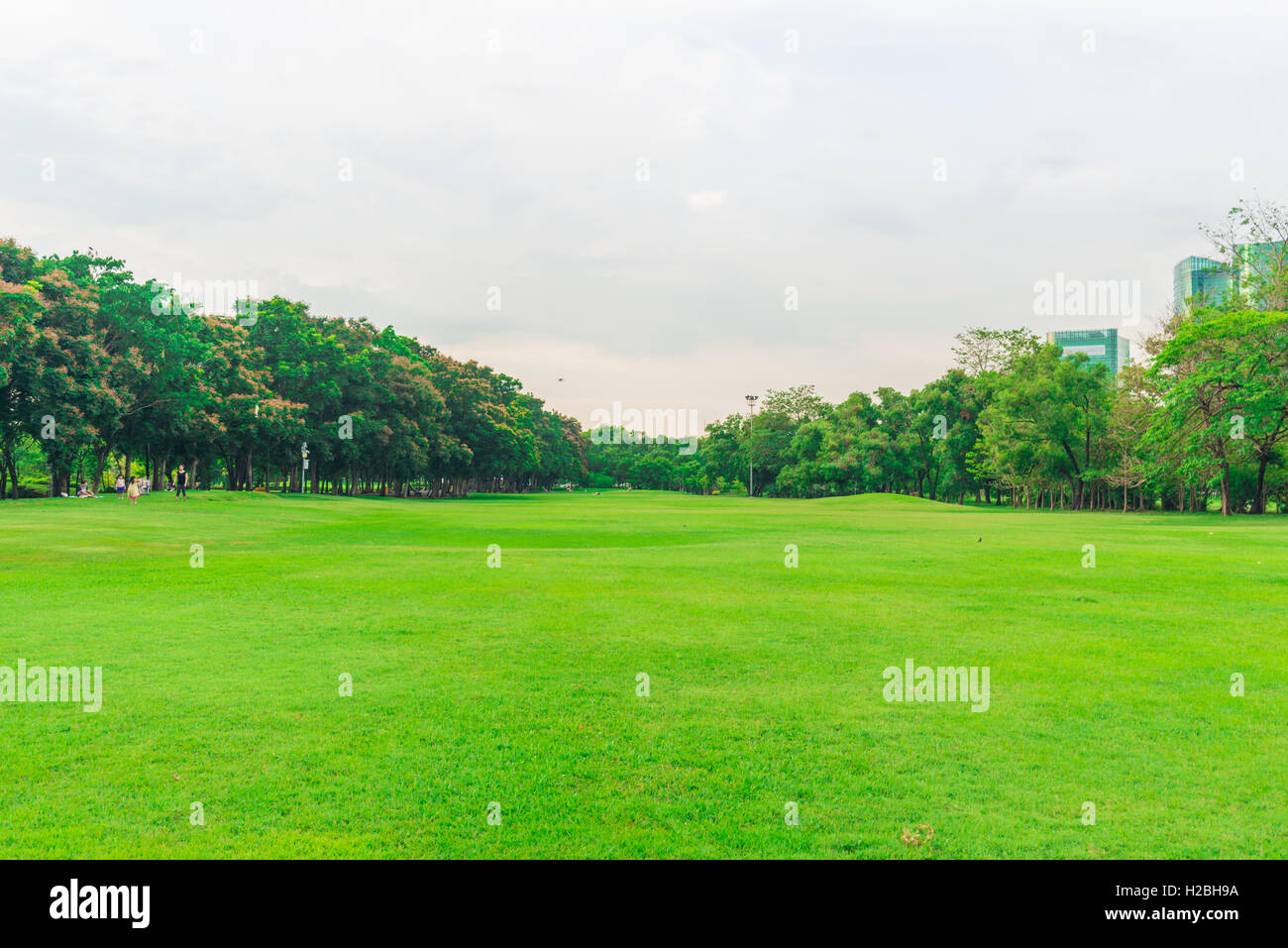 Green lawn with tree in city park, Beautiful park in evening for ...