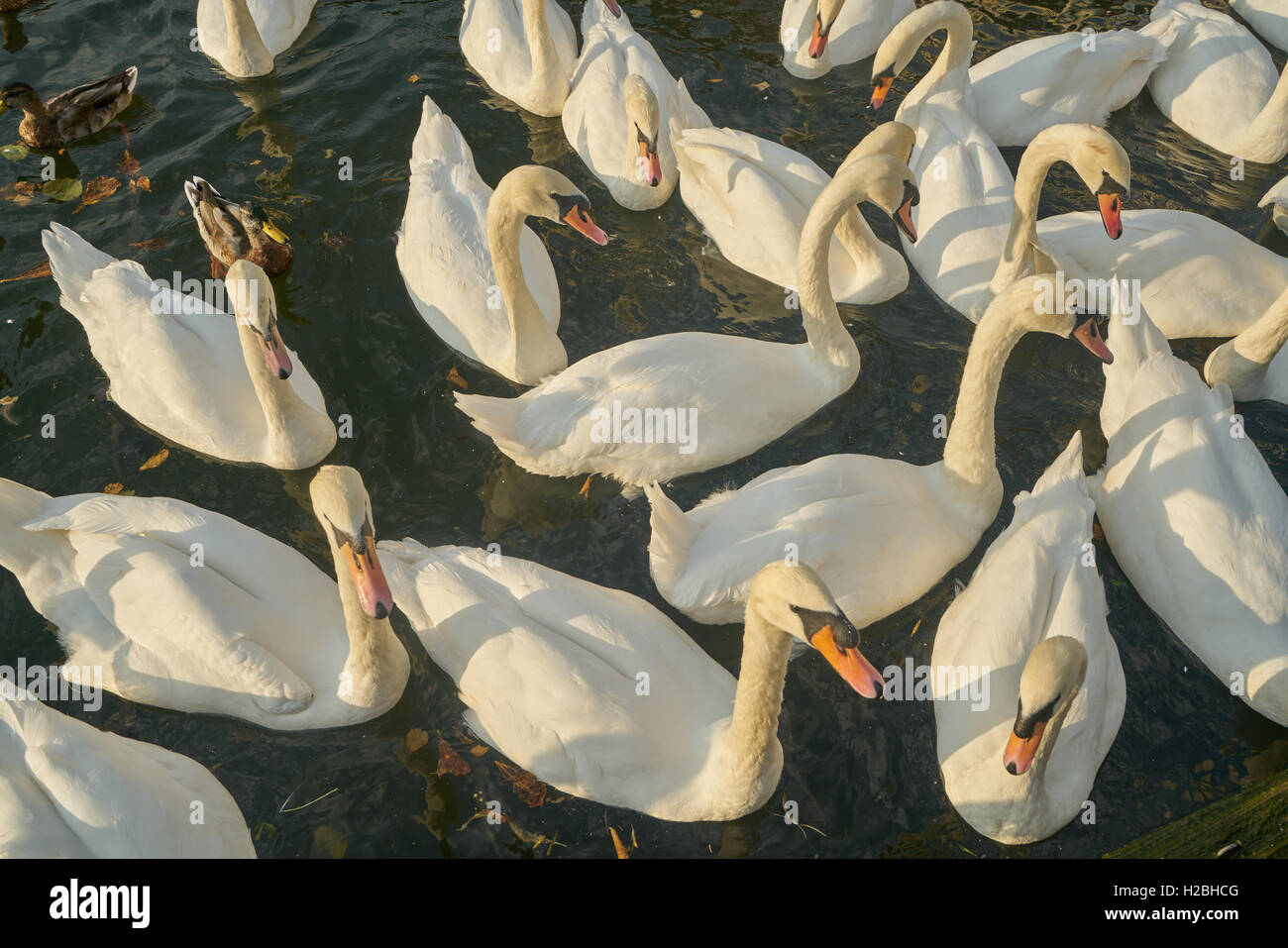 Windsor thames hi-res stock photography and images - Alamy