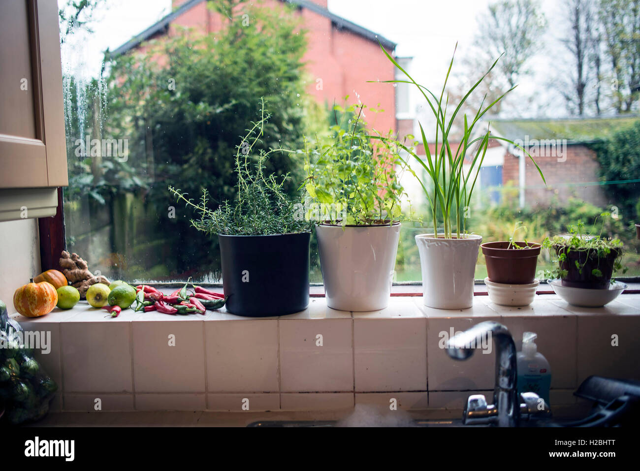 Kitchen Window Sill with herbs, chili, lemons and limes Stock Photo - Alamy