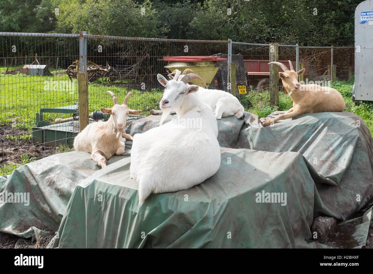 Goats sitting on tables covered with tarpaulin Stock Photo - Alamy