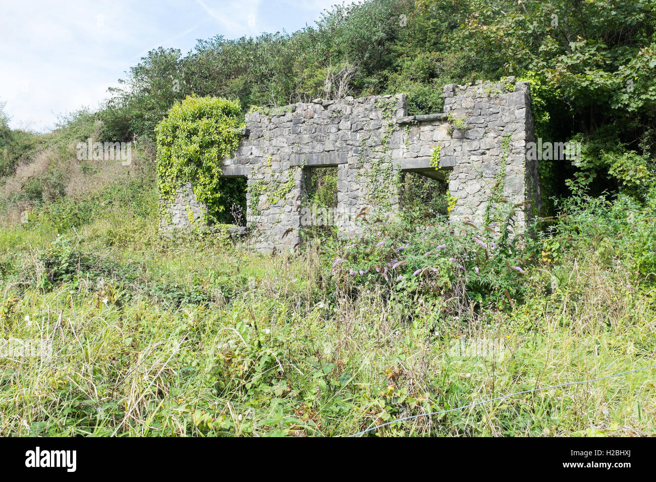 Derelict overgrown stone building in field in Pembrokeshire Stock Photo ...