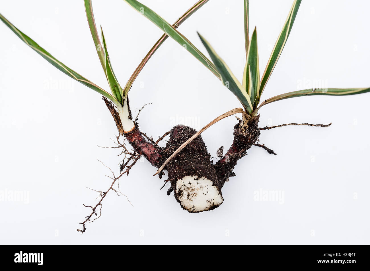 Section of a cordyline rhizome prepared for a trial propagation Stock ...