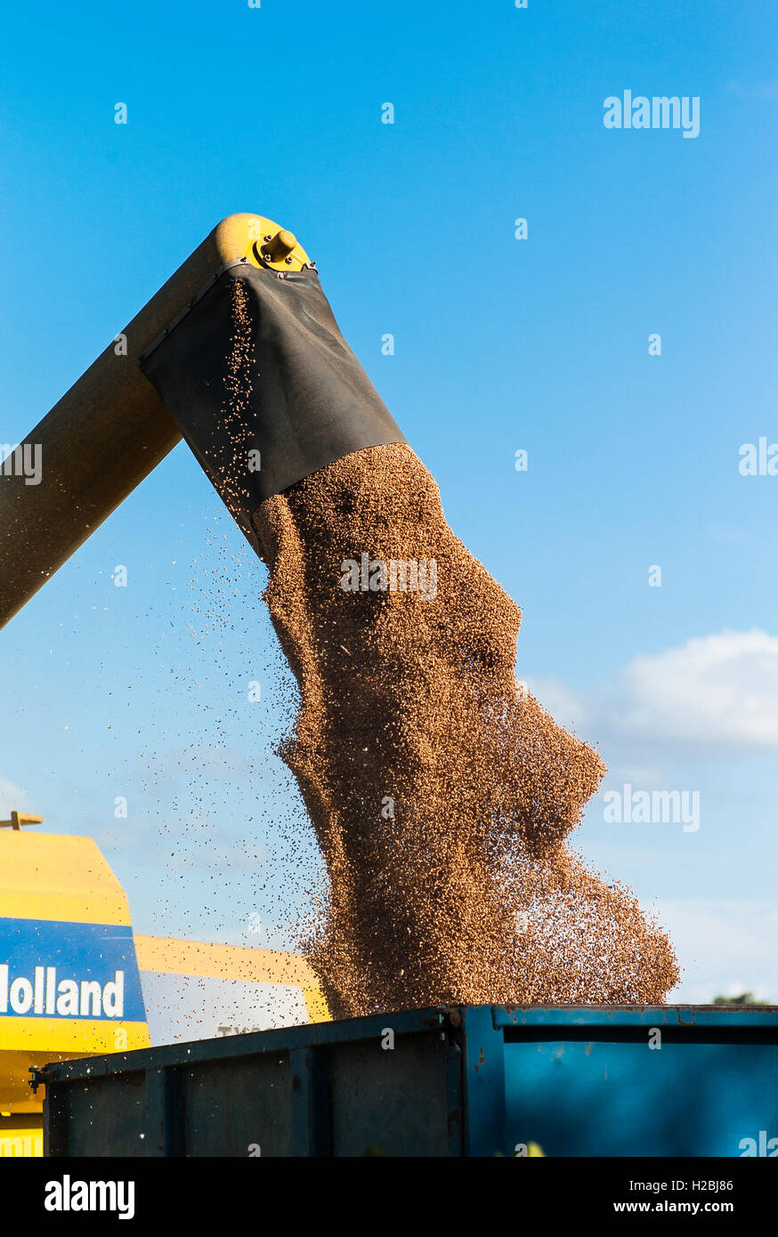 Truck unloading grain hi-res stock photography and images - Alamy