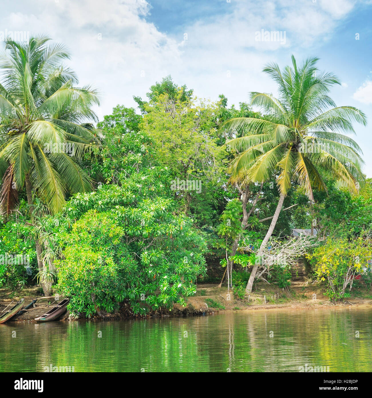 Lake coconut palm hi-res stock photography and images - Alamy
