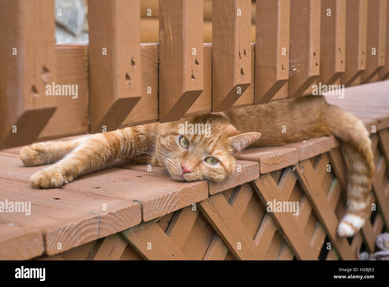 Orange tabby cat outdoors lying down under front porch railing Stock ...