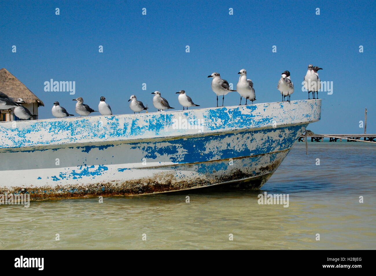 Birds on boat Stock Photo - Alamy