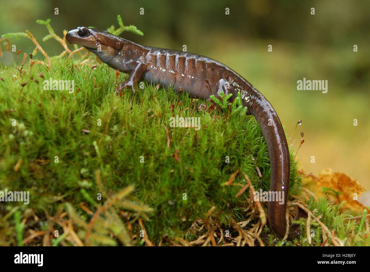 A Northwestern Salamander in the Hoh Rain Forest at Olympic National ...