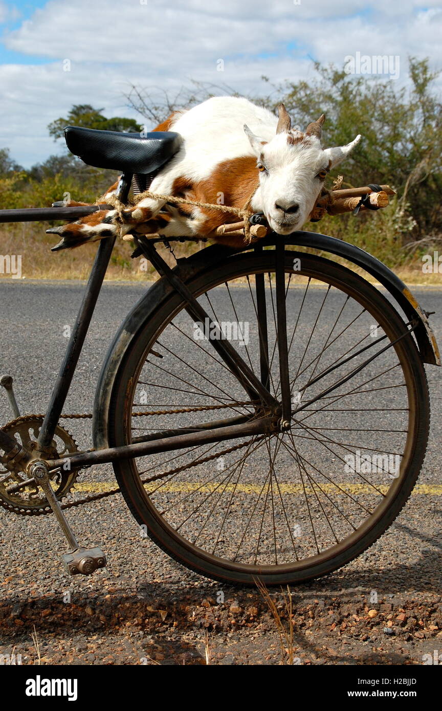 Goat tied to back of bicycle Stock Photo - Alamy