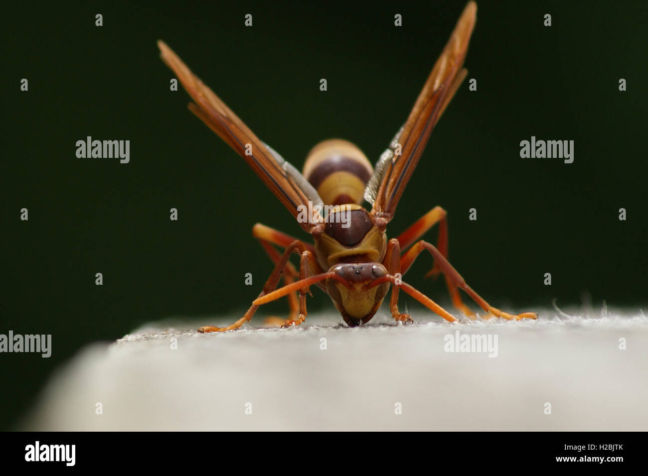 Paper wasp (genus Polistes) in Costa Rica Stock Photo - Alamy