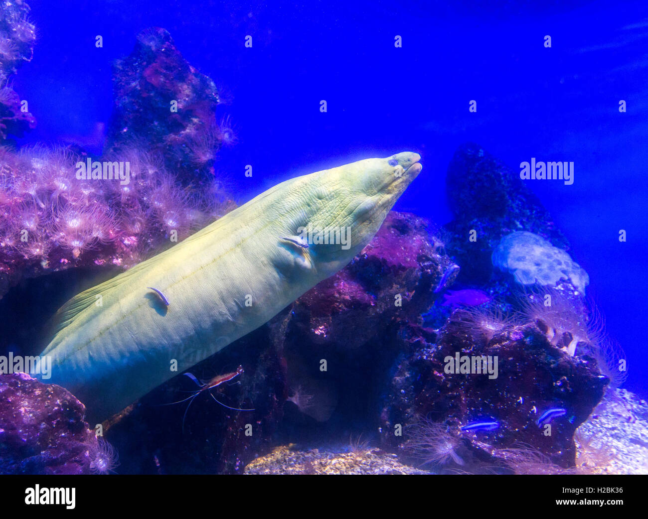 Murena hi-res stock photography and images - Alamy