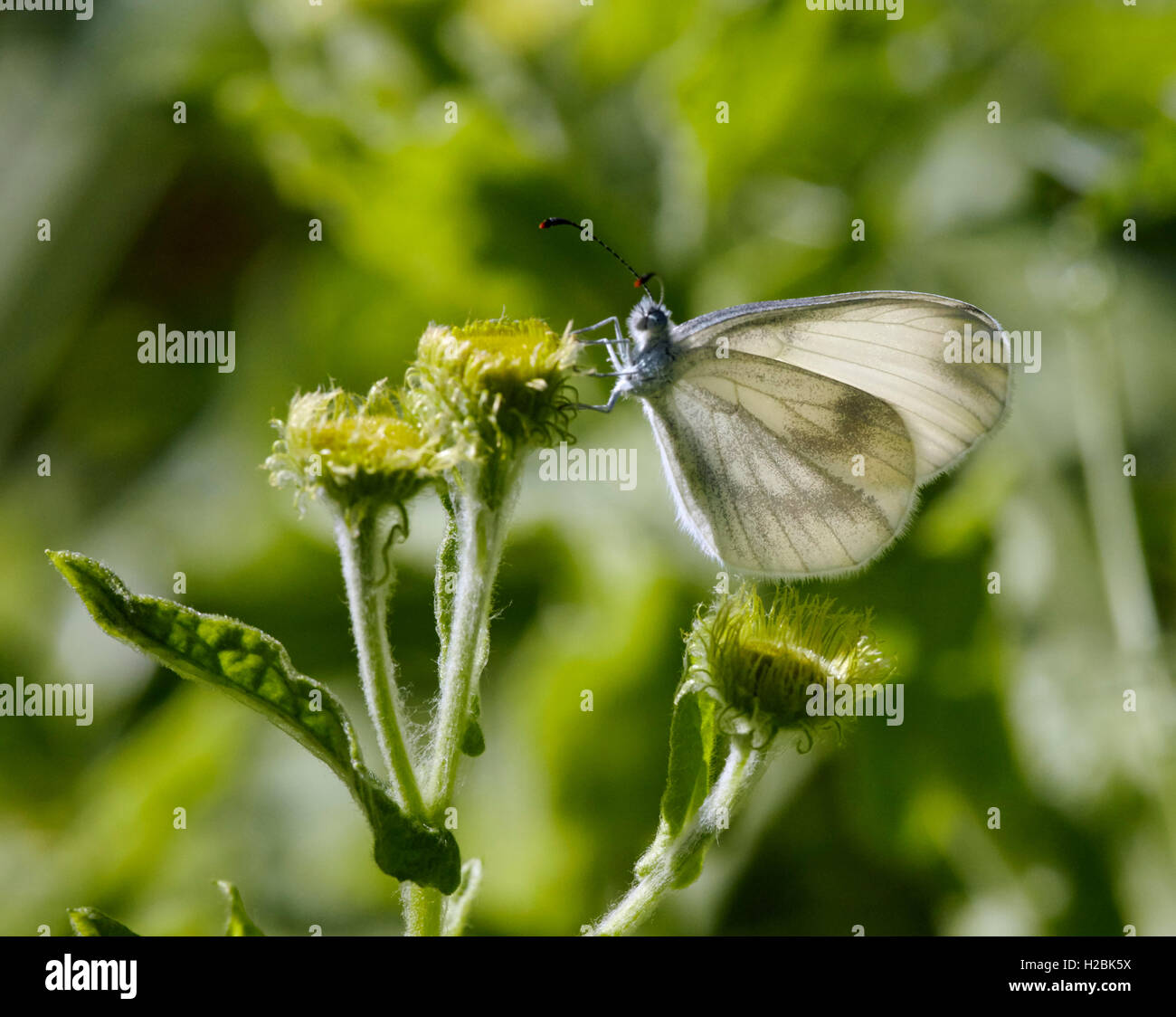 Butterfly head hi-res stock photography and images - Alamy