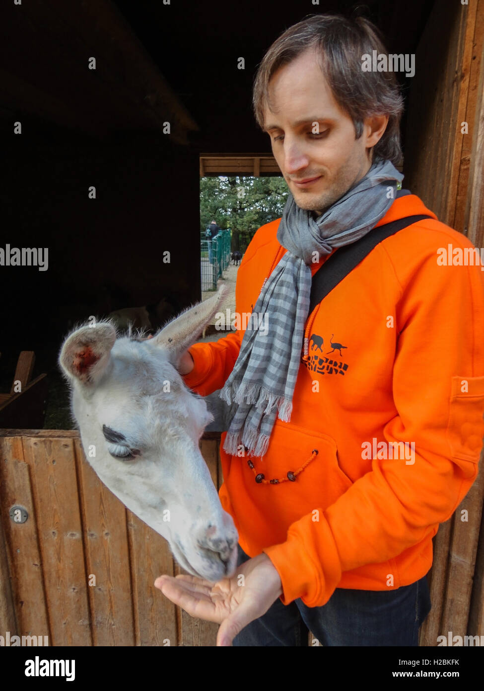 a young handsome man feeding a lama Stock Photo - Alamy