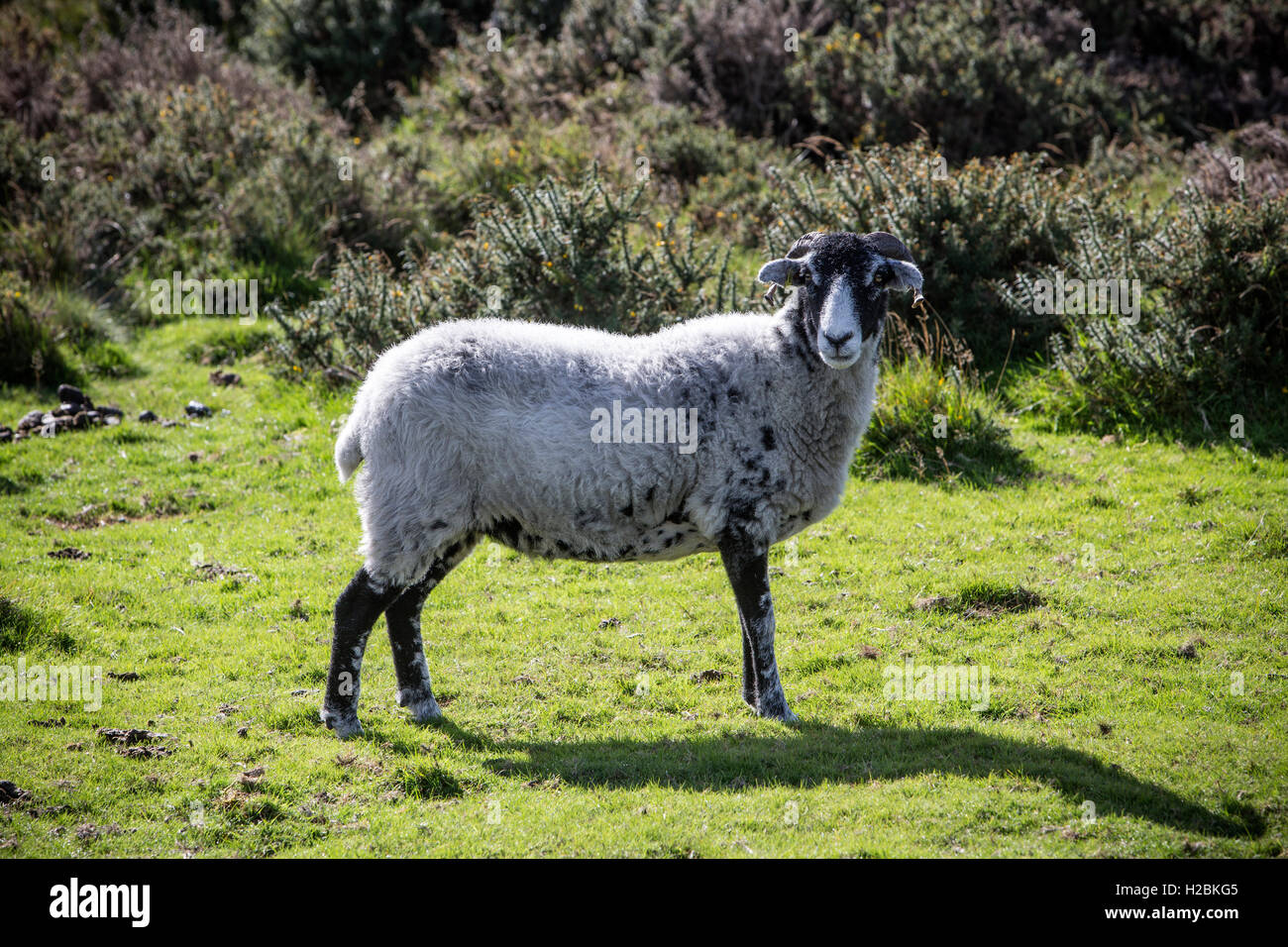 Dartmoor sheep, Devon Stock Photo - Alamy