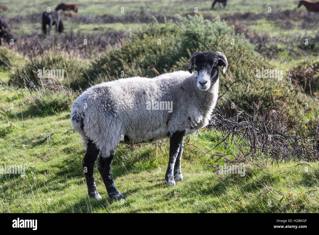 Dartmoor sheep, Devon Stock Photo - Alamy