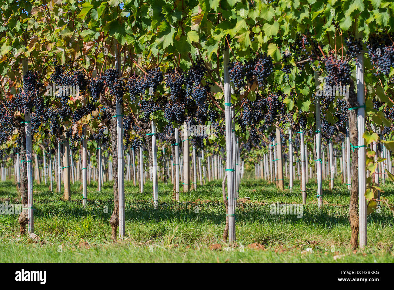 Refosco grapes hi-res stock photography and images - Alamy