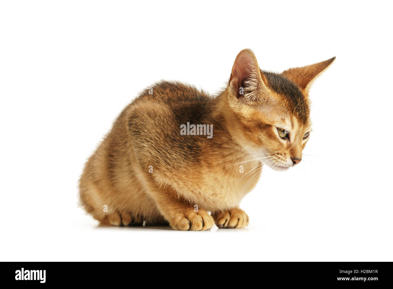 wild color abyssinian kitten 3 month sitting on white background Stock ...