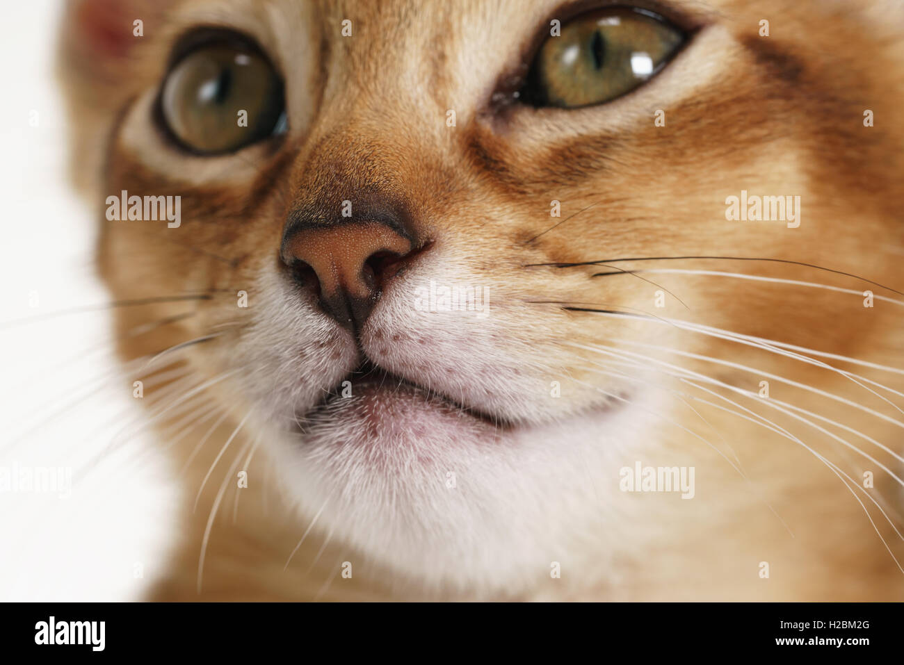 Abyssinian cat ears hi-res stock photography and images - Alamy