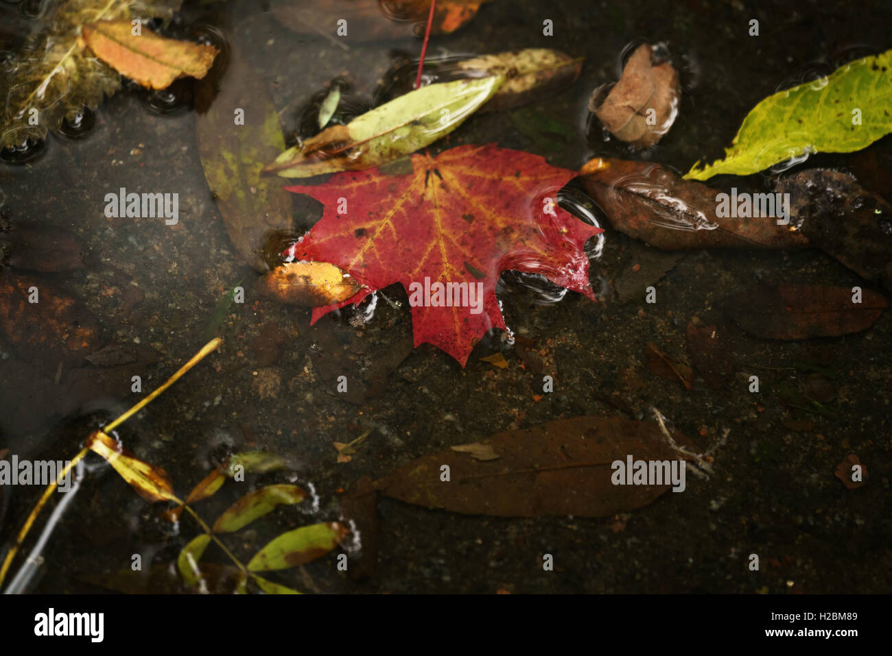 red autumn leaf in a puddle close up Stock Photo - Alamy
