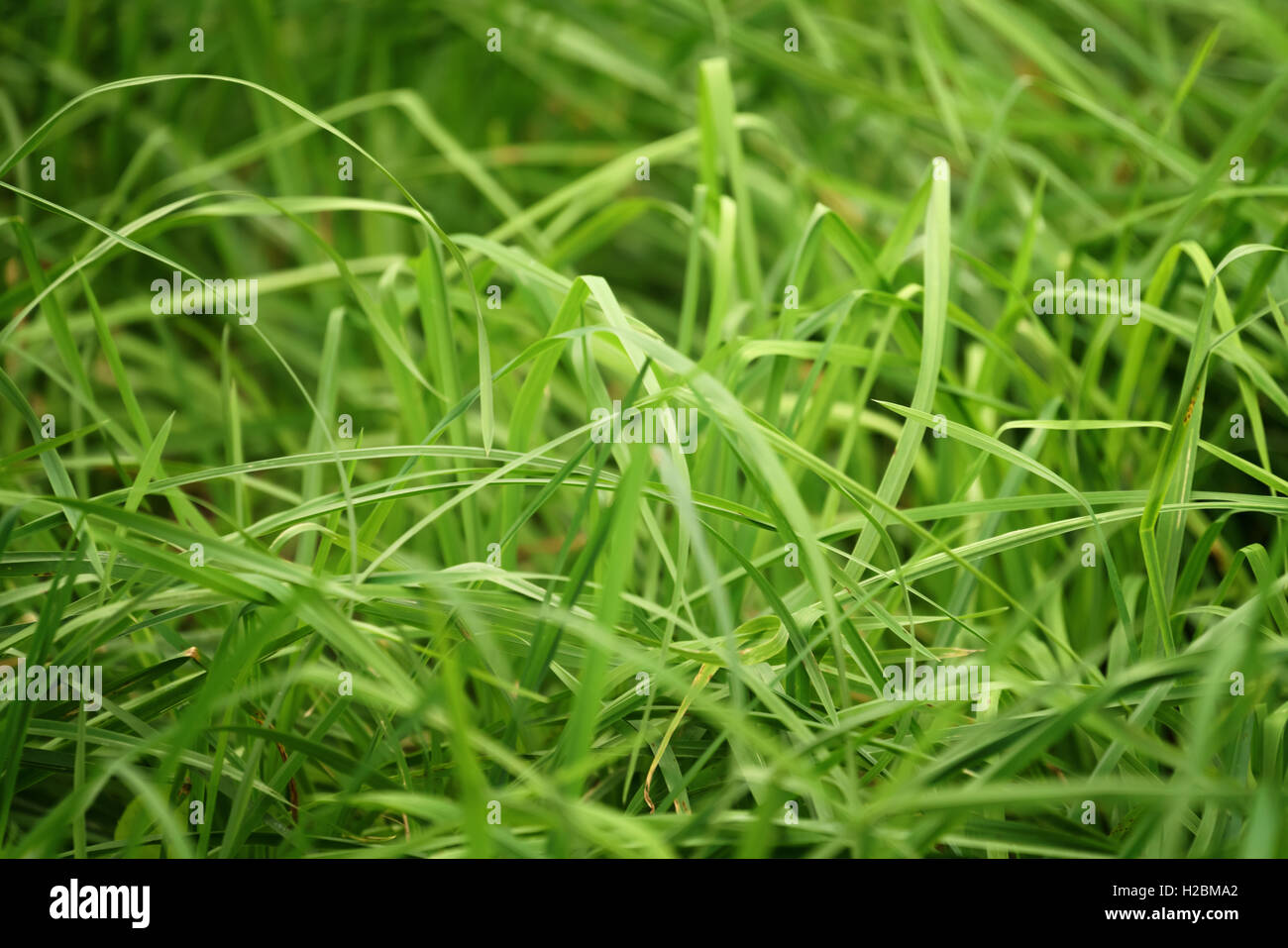 green tall grass closeup photo Stock Photo - Alamy