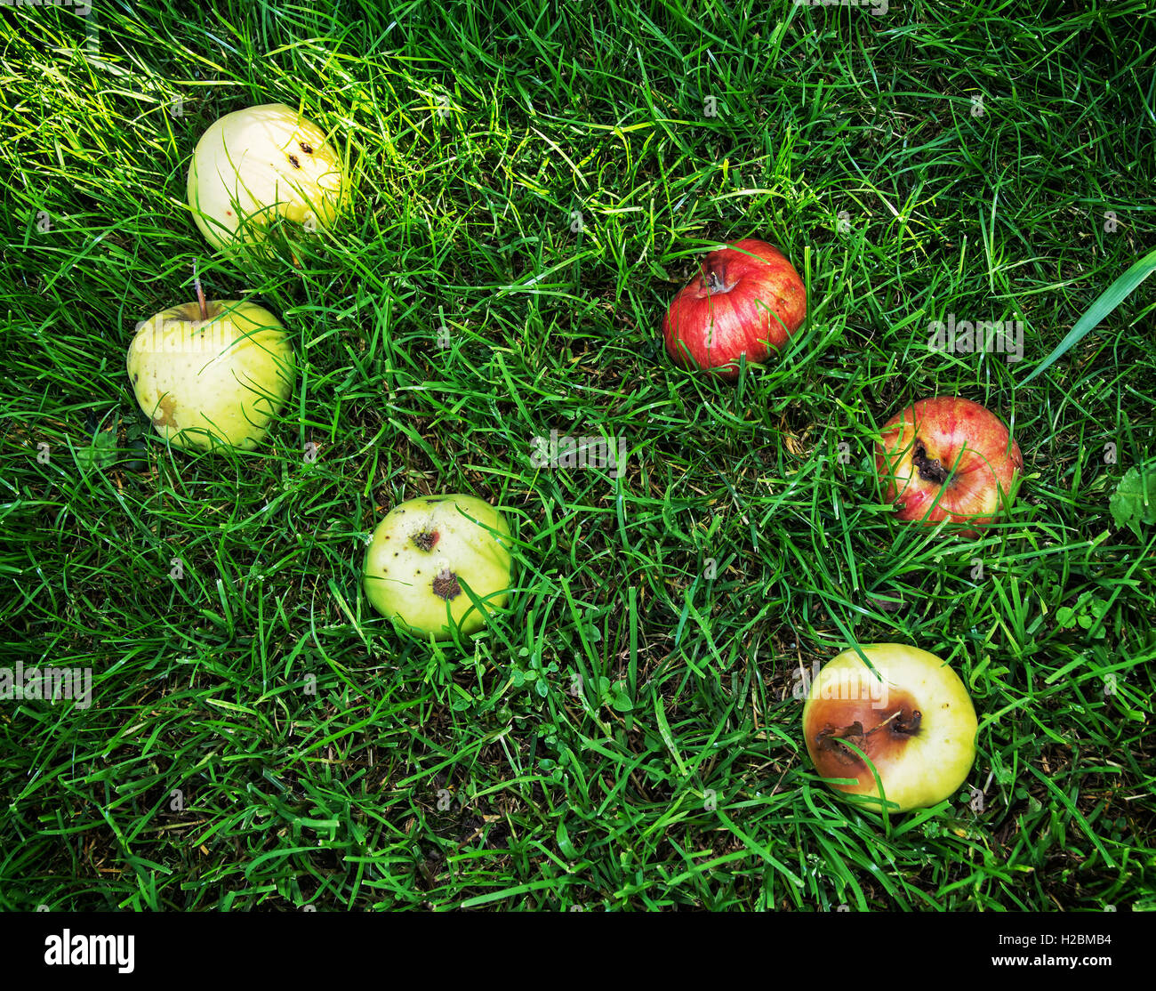 Red and yellow rotting apples in the green grass. Seasonal natural ...