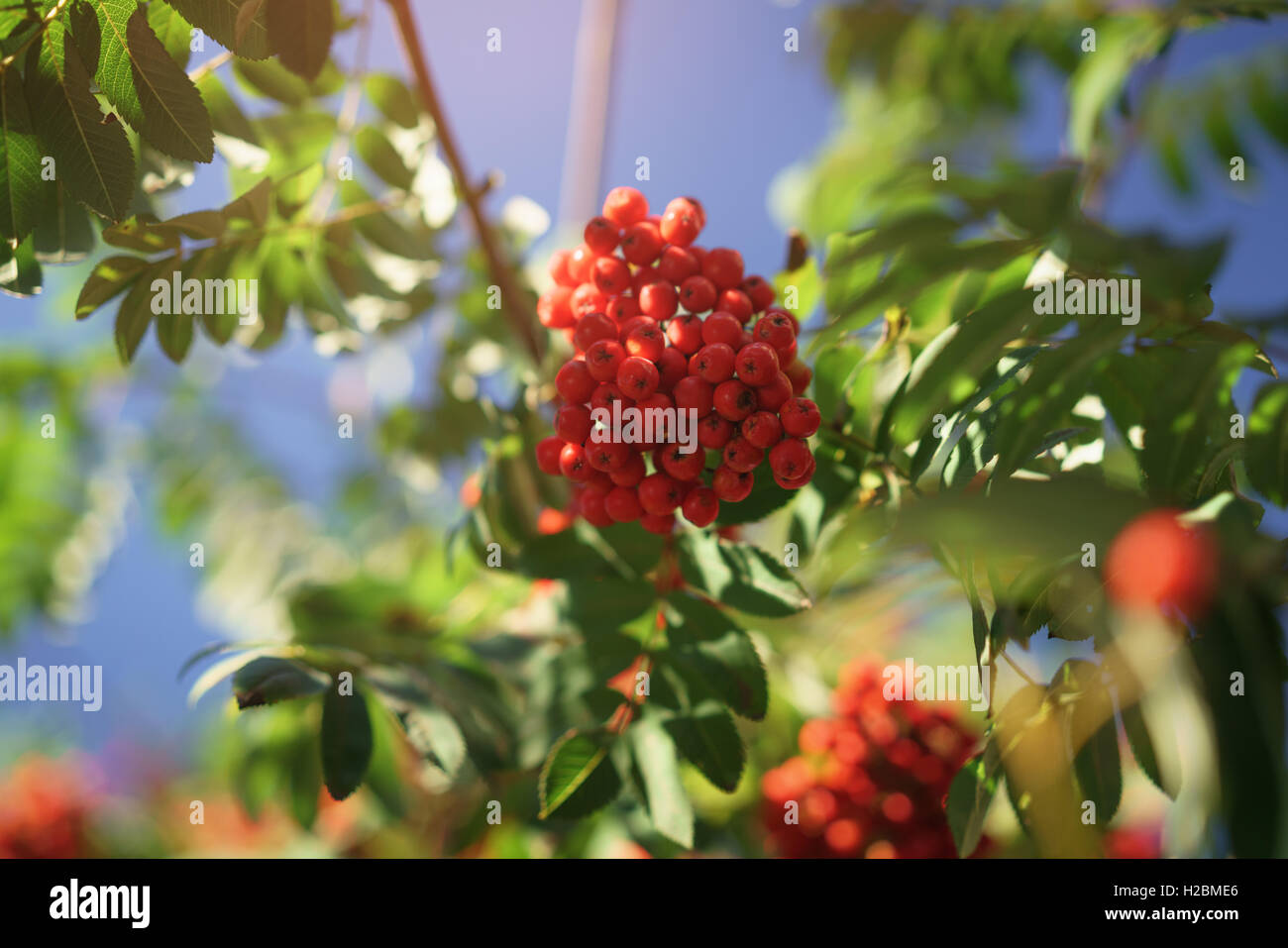ashberry on rowan tree in a sunny autumn day Stock Photo - Alamy