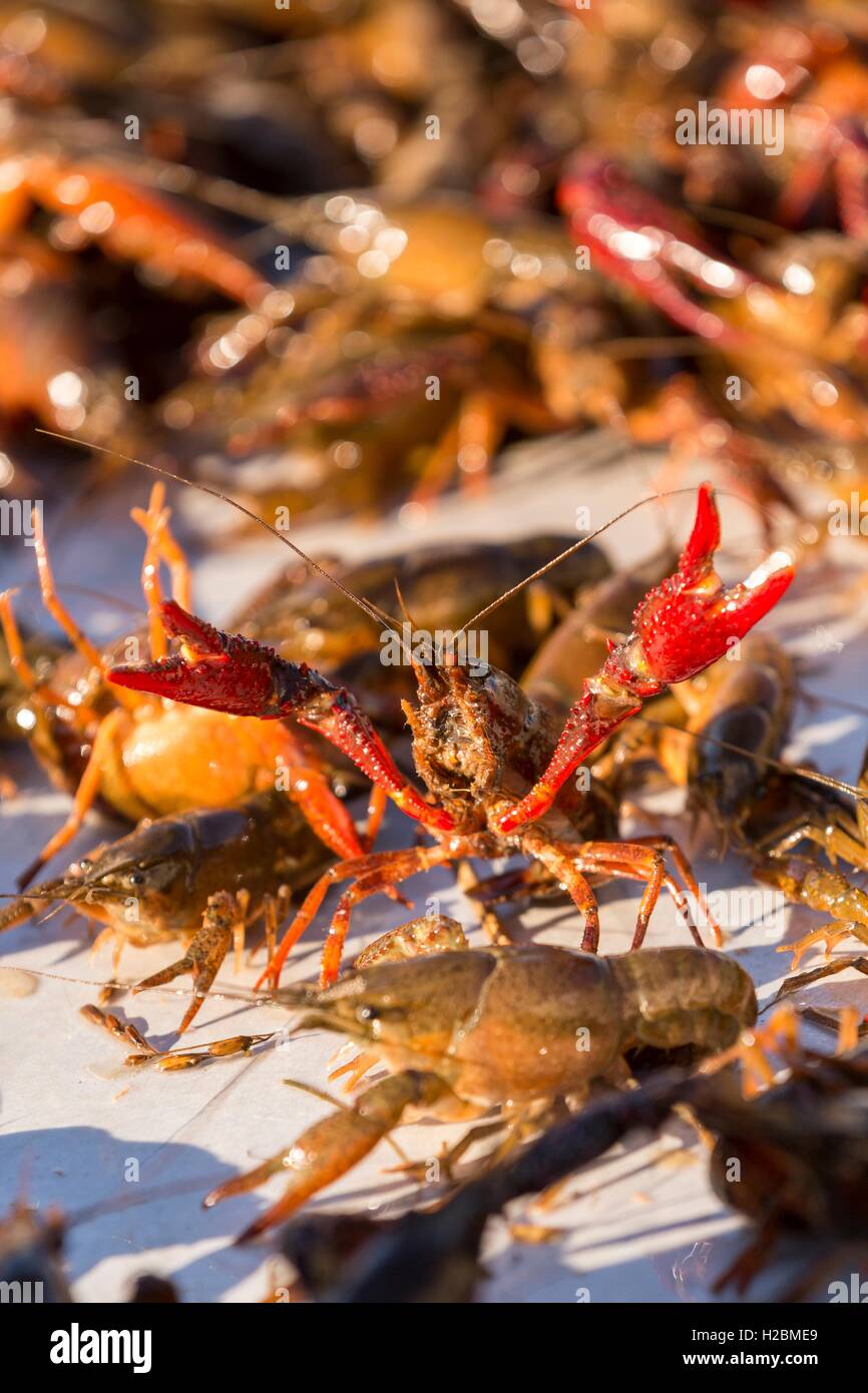 Crawfish traps in flooded field hi-res stock photography and images - Alamy
