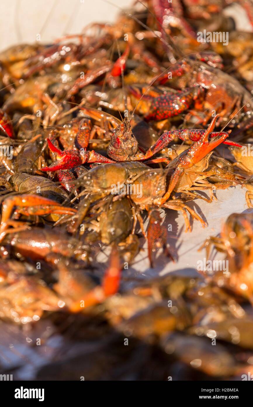 Crayfish also known as crawfish piled in the back of a harvest boat ...