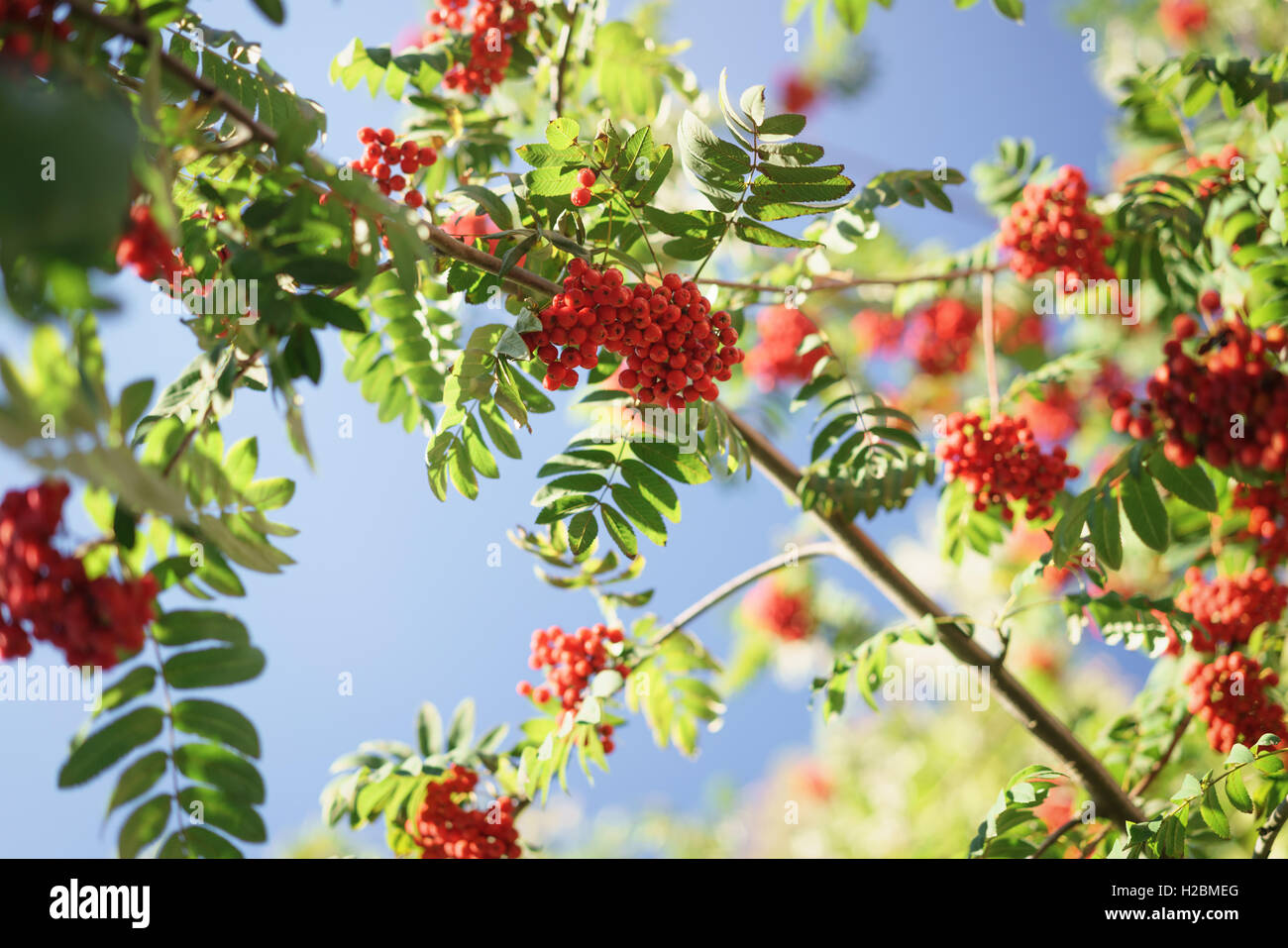 ashberry on rowan tree in a sunny autumn day Stock Photo - Alamy