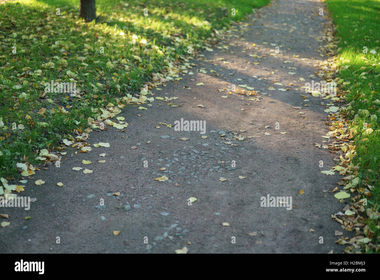 autumn alley ground level closeup photo Stock Photo - Alamy