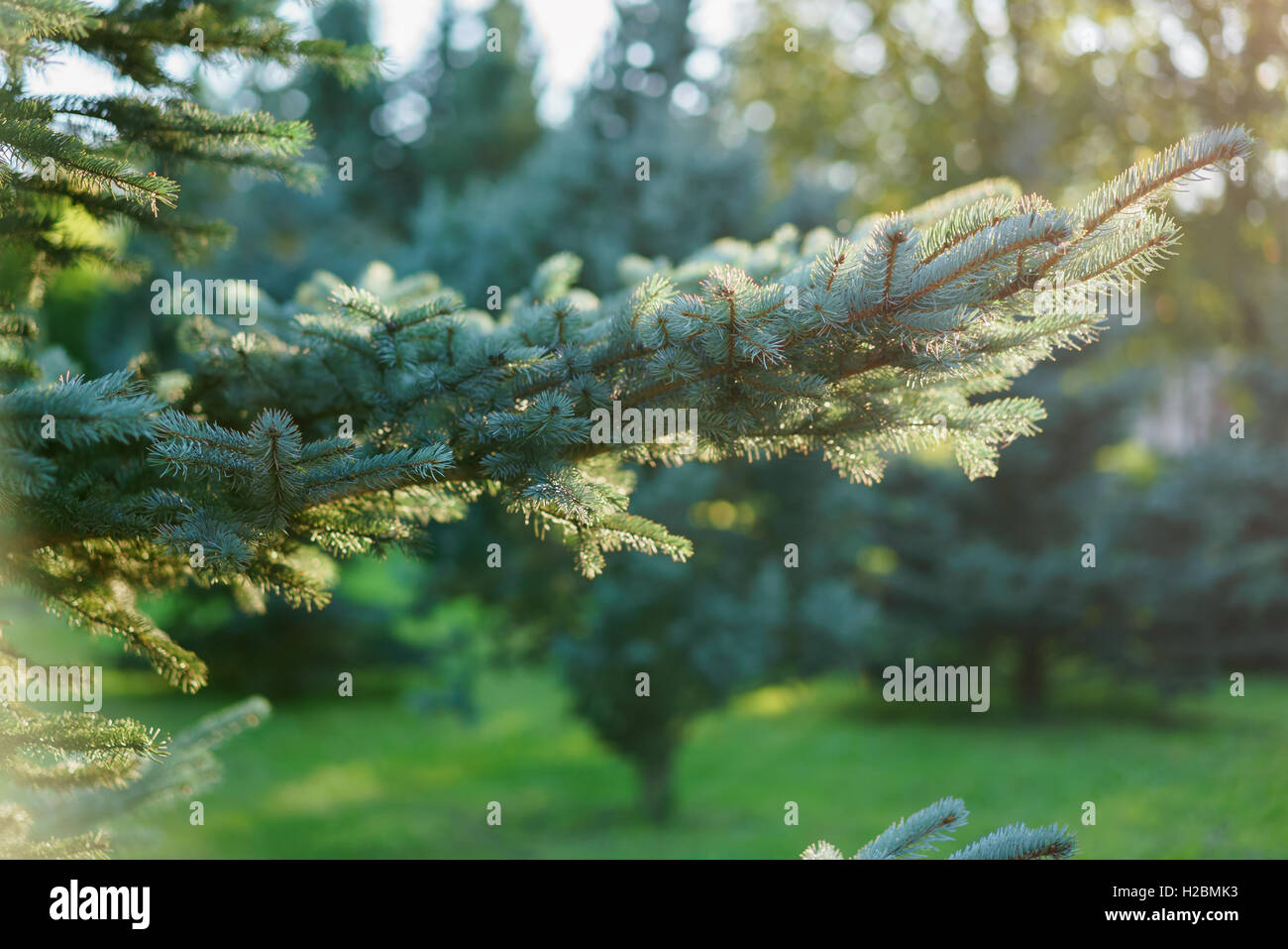 Blue natural fir hi-res stock photography and images - Alamy