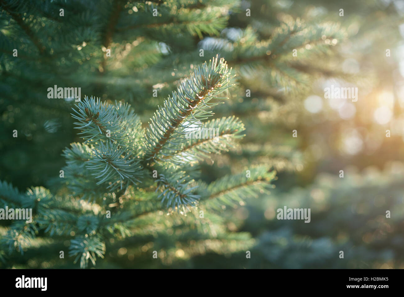 small blue fir tree in sunset Stock Photo - Alamy