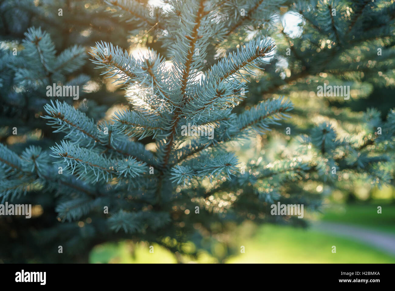 small blue fir tree in sunset Stock Photo - Alamy