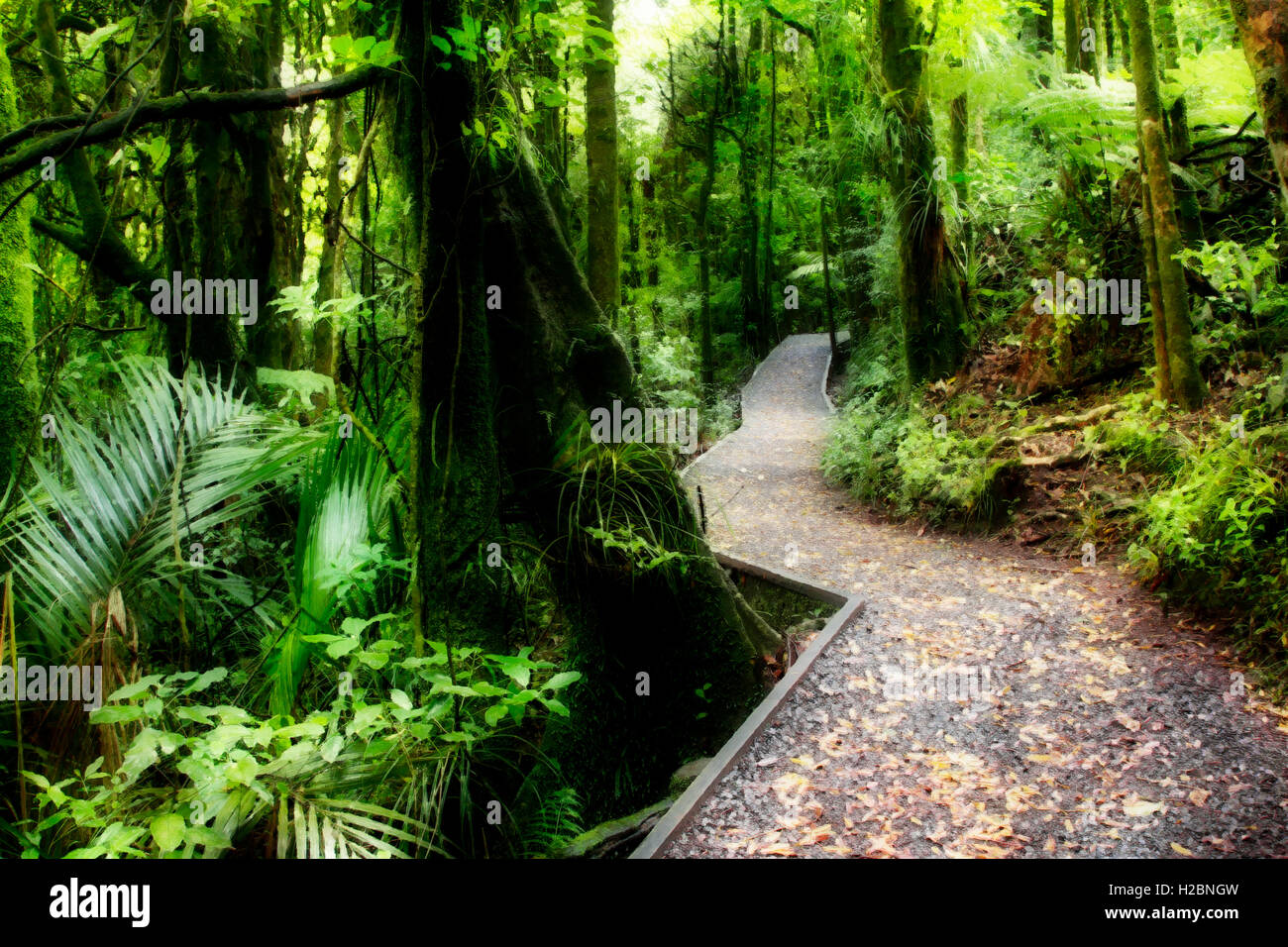 Walking trail in tropical forest Stock Photo - Alamy