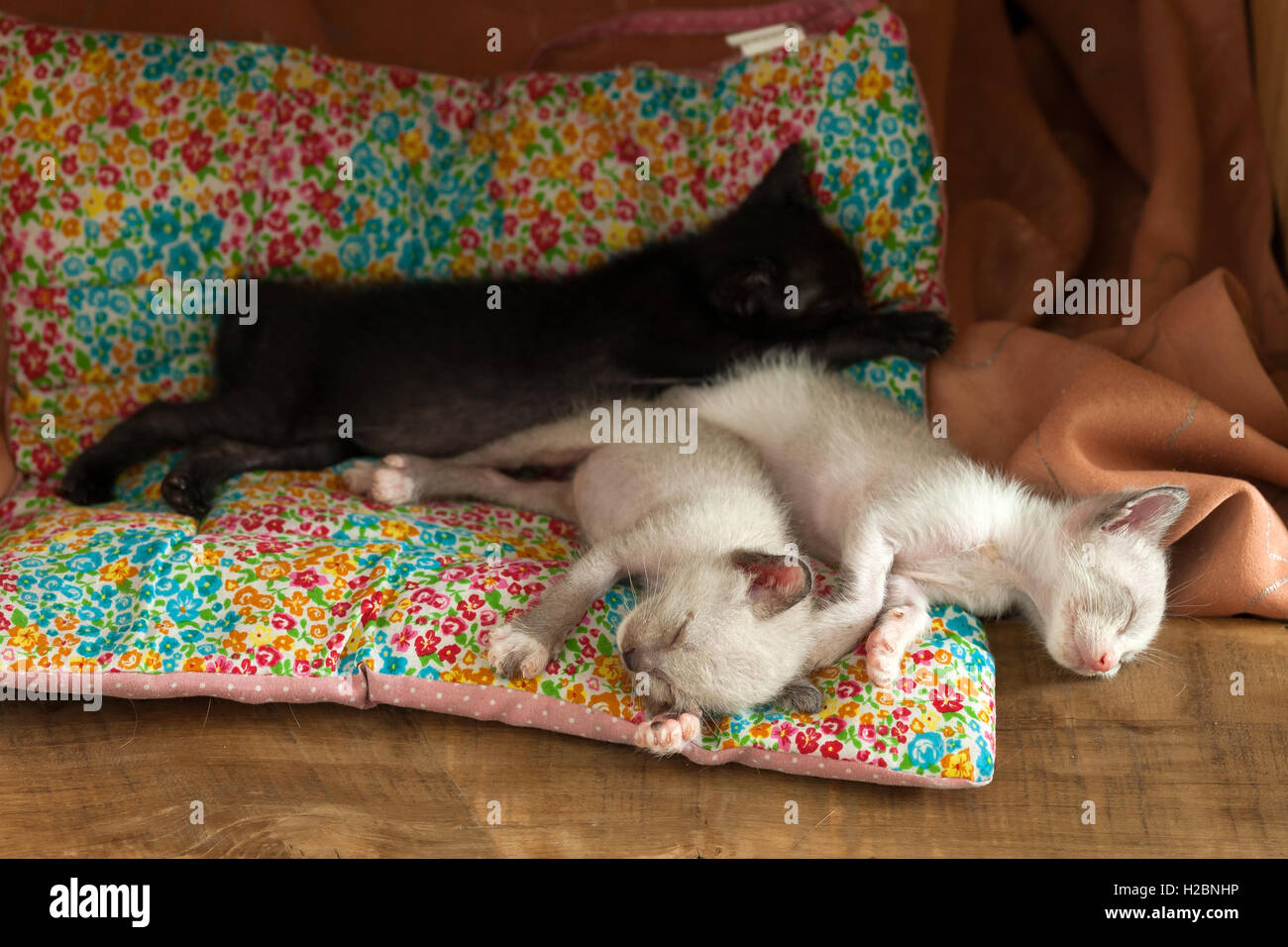 Cute kitty cat hi-res stock photography and images - Alamy