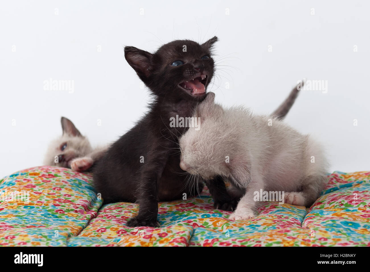 group happy cute kitty cat playing relax cozy rest close up Stock Photo ...