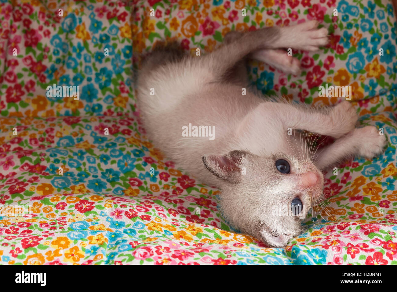 cute happy kitty cat relax cozy rest close up Stock Photo - Alamy