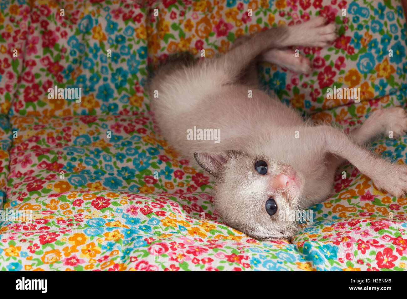 cute happy kitty cat relax cozy rest close up Stock Photo - Alamy