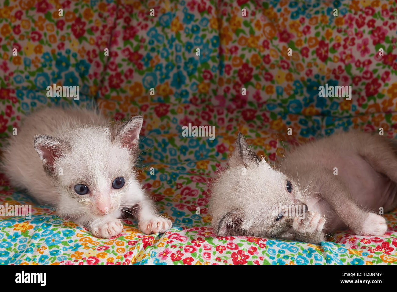 cute happy kitty cat relax cozy rest close up Stock Photo - Alamy
