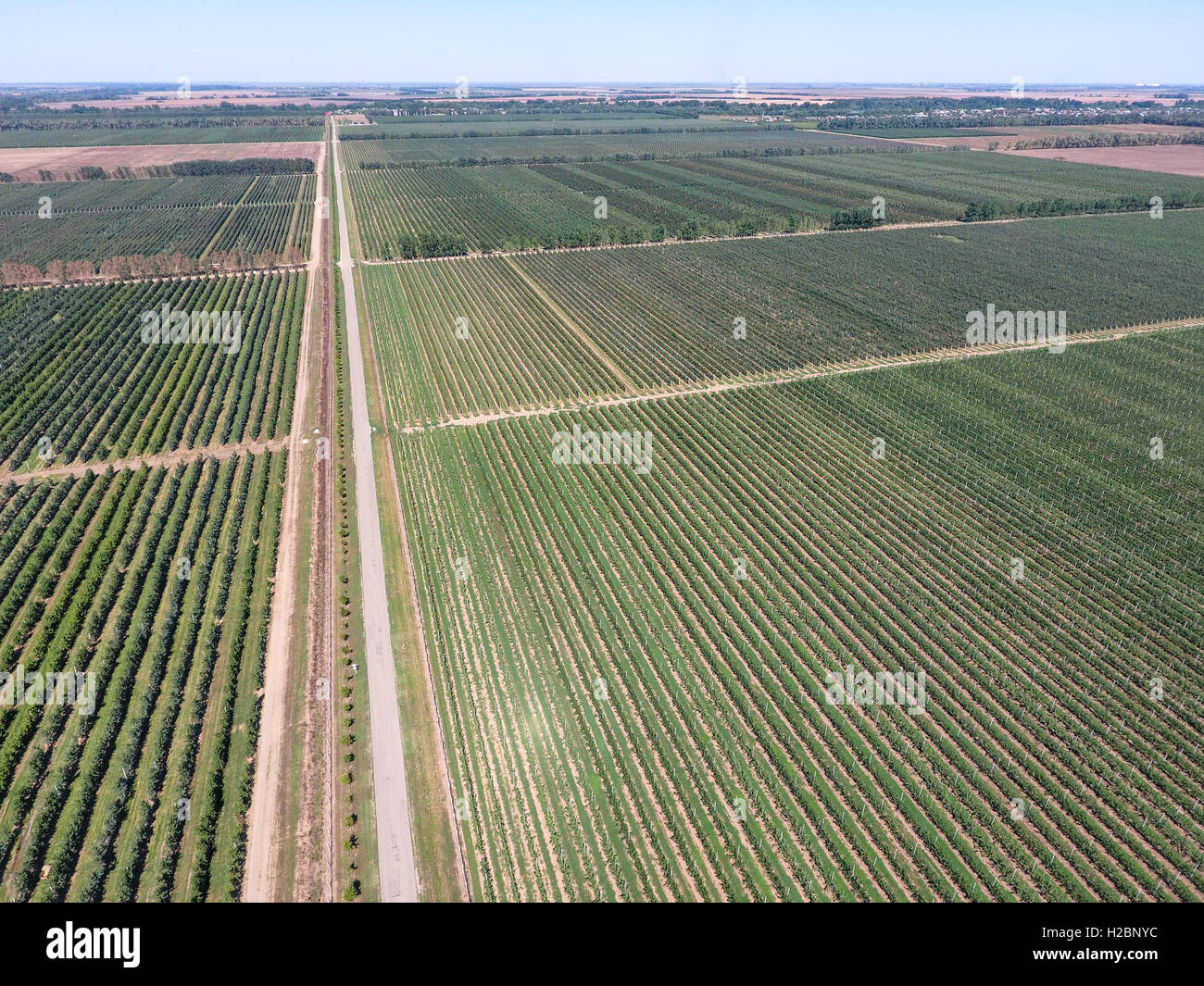 Rows of trees in the garden. Aerophotographing, top view. Landscape ...