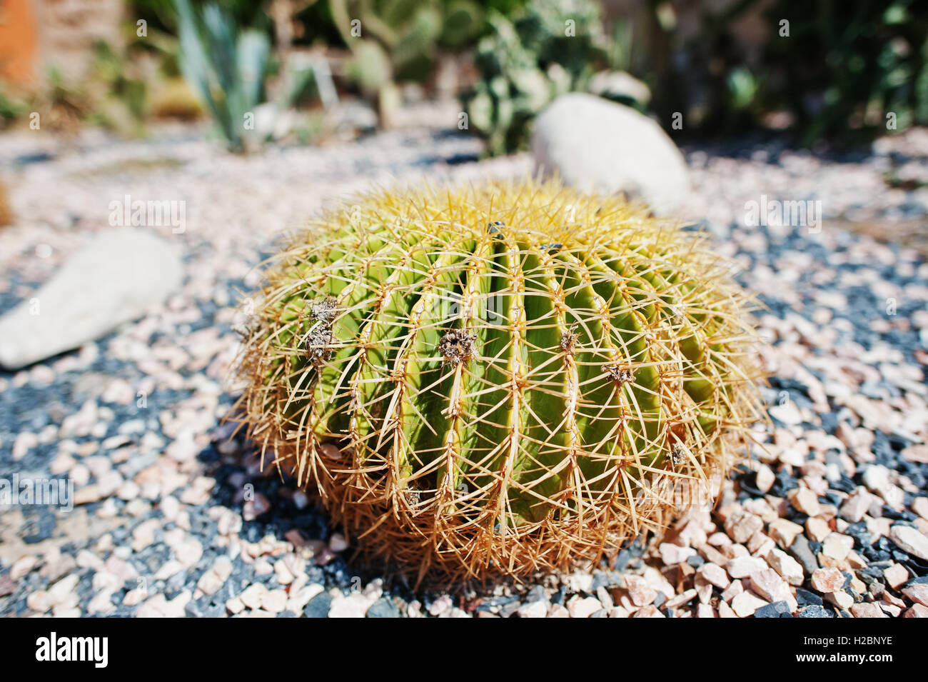 Large round cactus into rubble ground at sunny day Stock Photo - Alamy