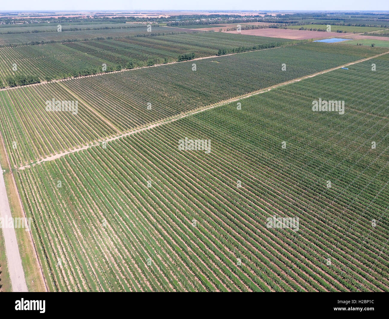 Rows of trees in the garden. Aerophotographing, top view. Landscape ...