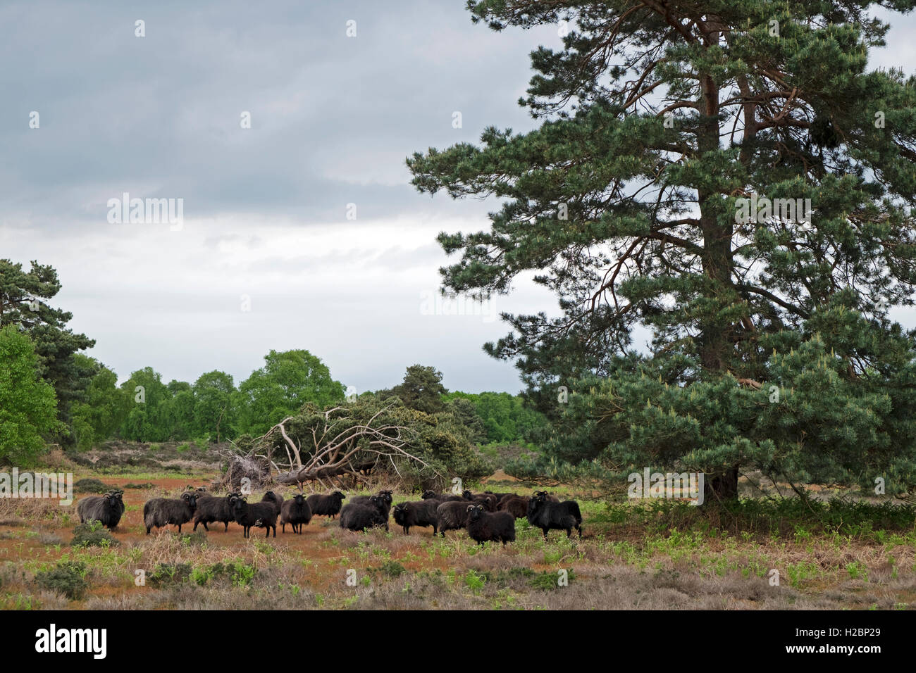 Hebridean sheep grazing on Sutton Heath, as part of controlled ...