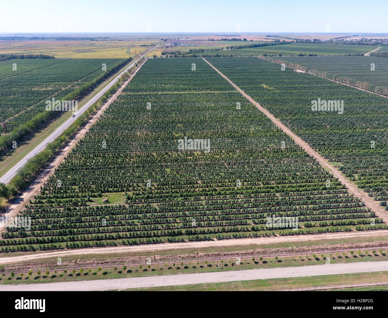 Rows of trees in the garden. Aerophotographing, top view. Landscape ...