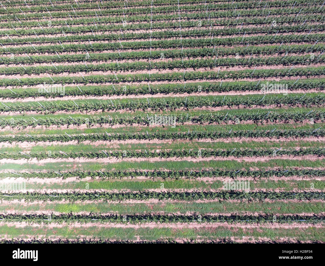 Rows of trees in the garden. Aerophotographing, top view. Landscape ...