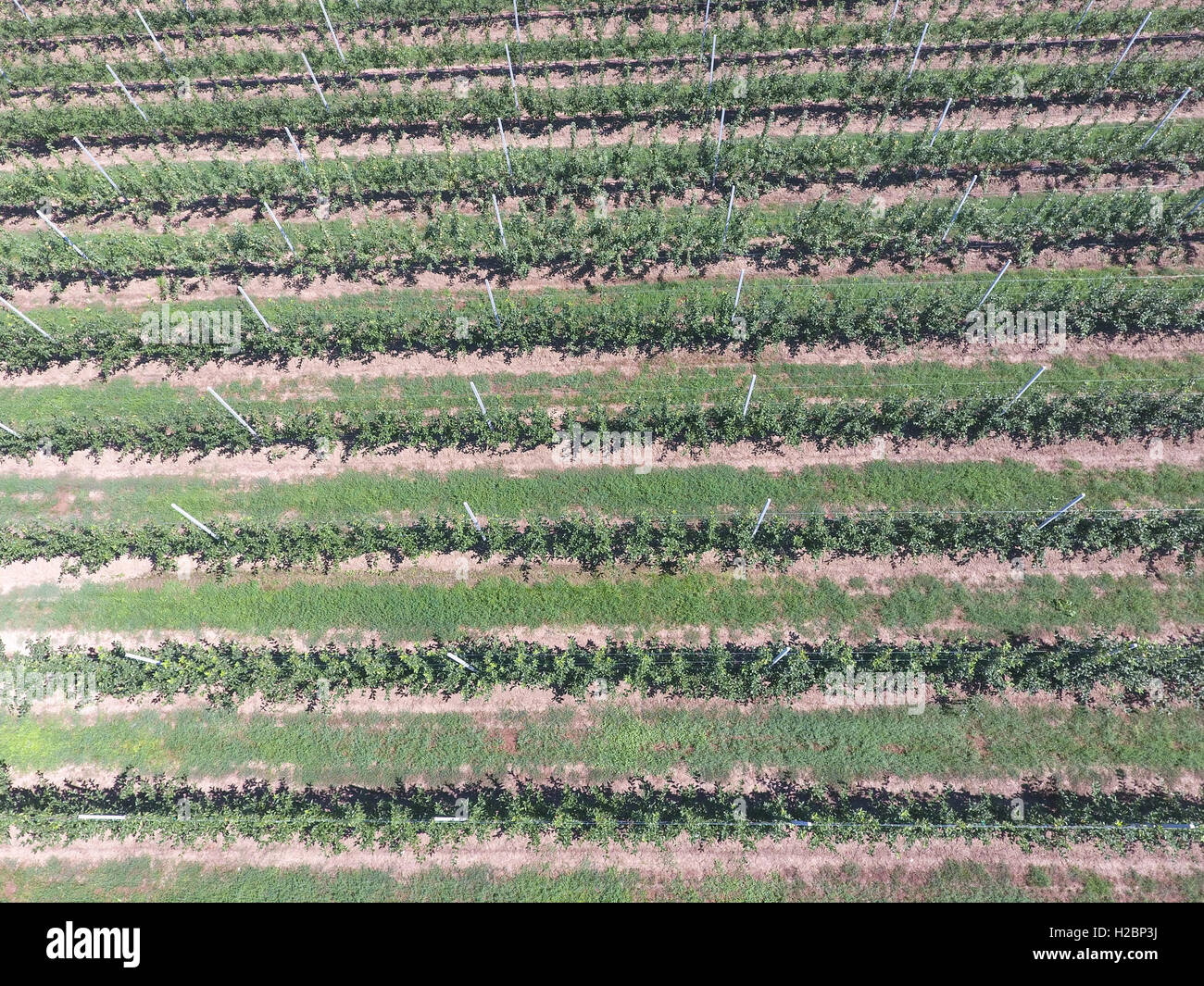 Rows of trees in the garden. Aerophotographing, top view. Landscape ...