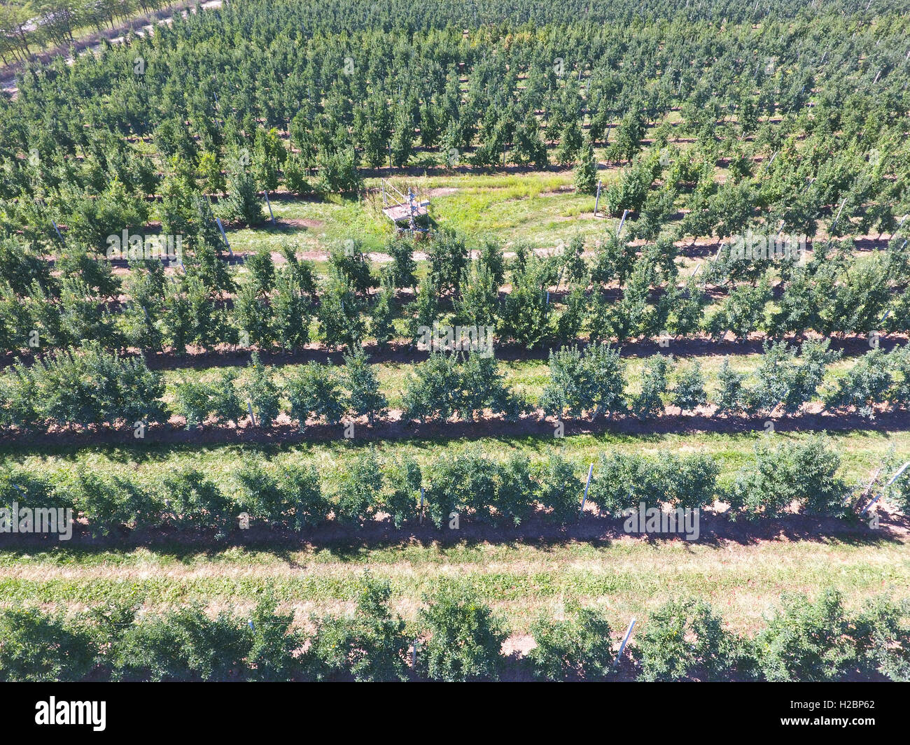 Rows of trees in the garden. Aerophotographing, top view. Landscape ...