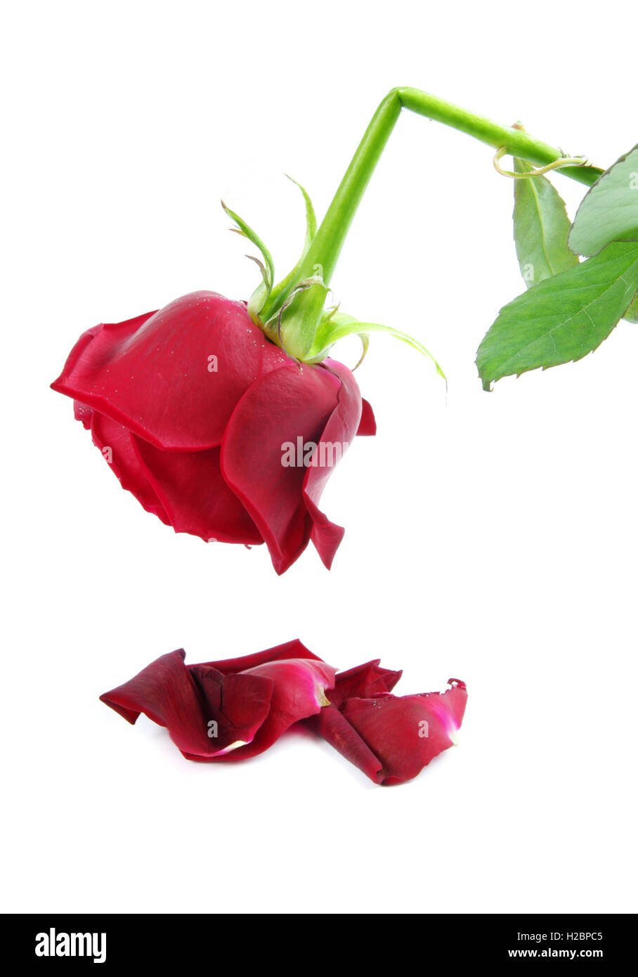 red broken rose isolated on white Stock Photo - Alamy