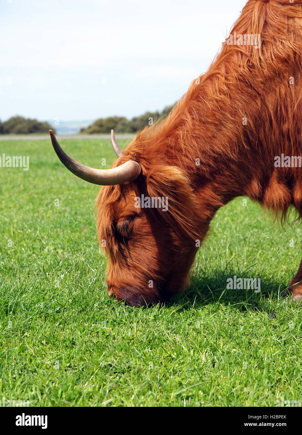 australian cow portrait in nature Stock Photo - Alamy