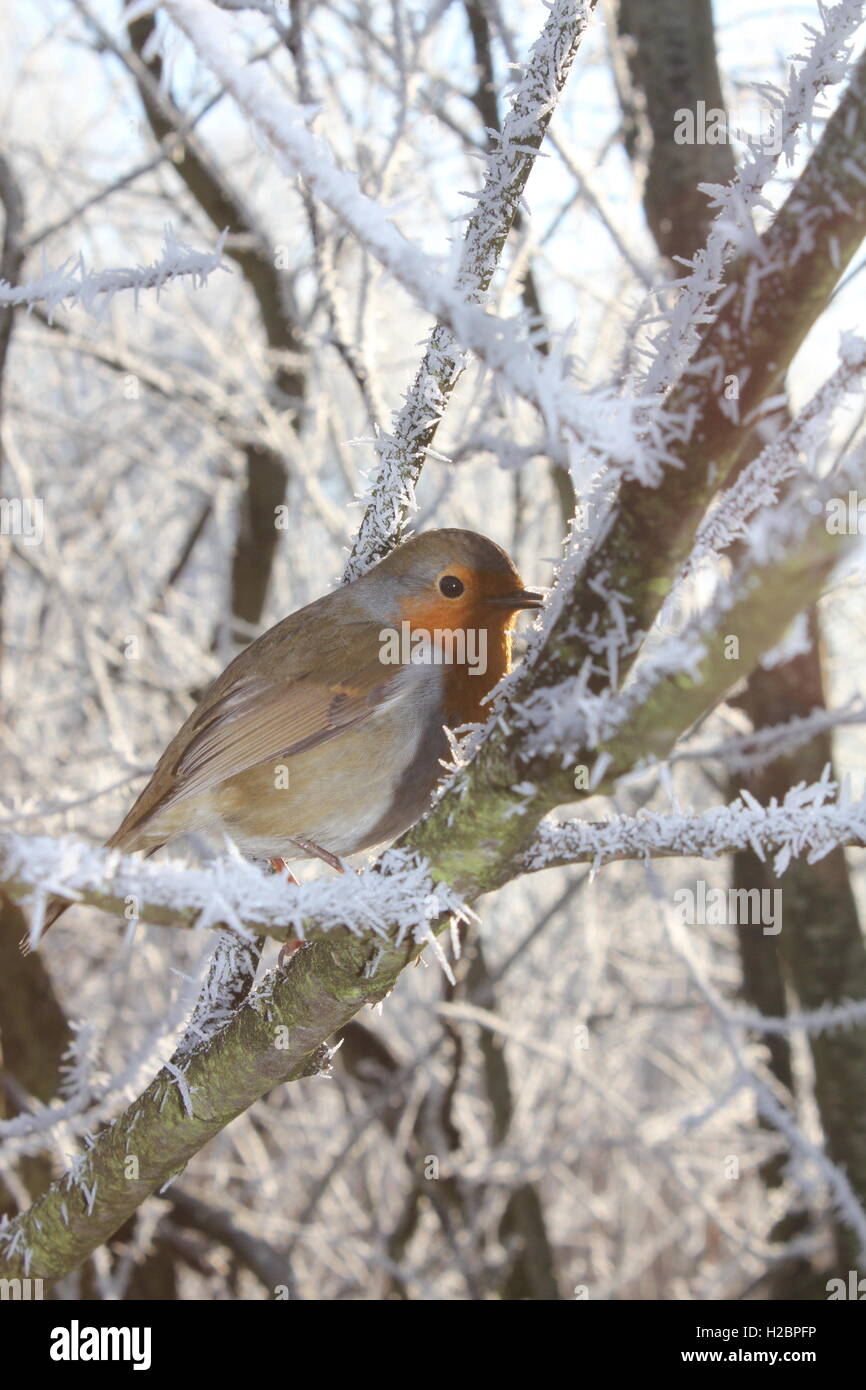 The Robin, on frozen branches Stock Photo - Alamy